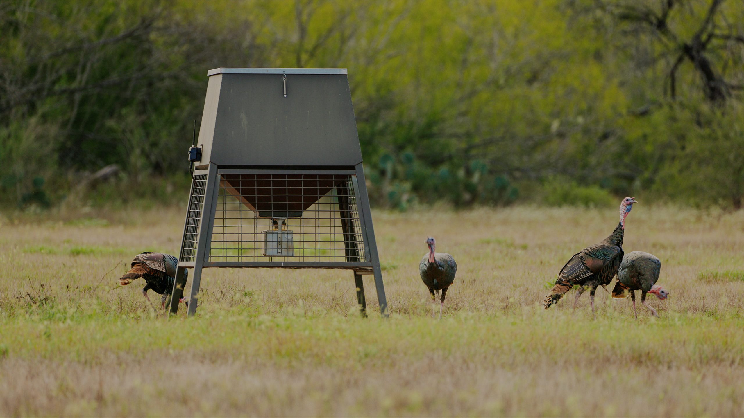 Texas Rio Grande Turkey Hunts | TheRanch | USA