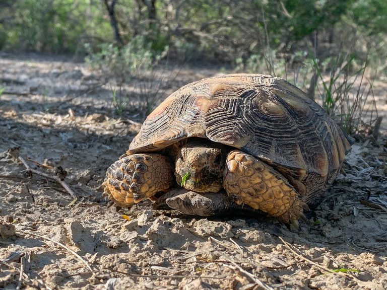 Texas Tortoise: Meet South Texas’s Native Reptile
