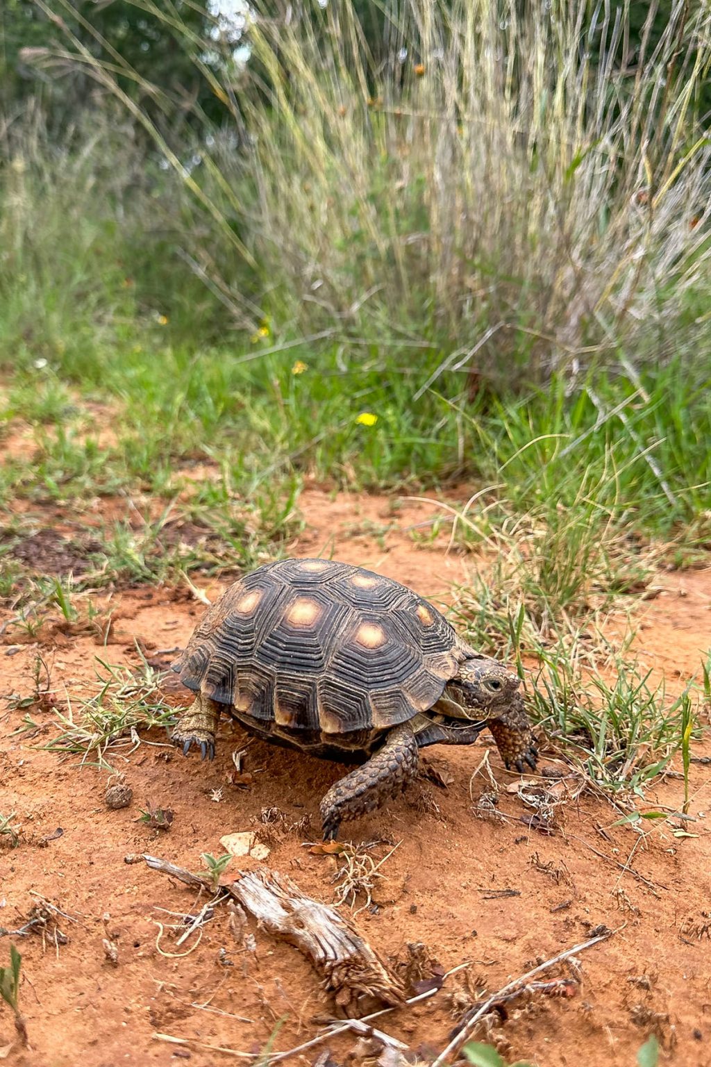 Texas Tortoise: Meet South Texas’s Native Reptile